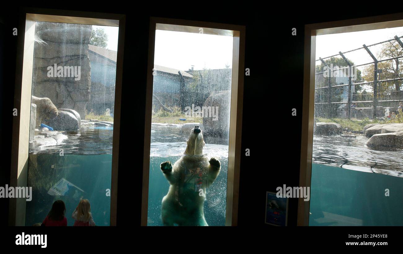 One of two new 2-year-old twin polar bears, Suka or Sakari, swims ...