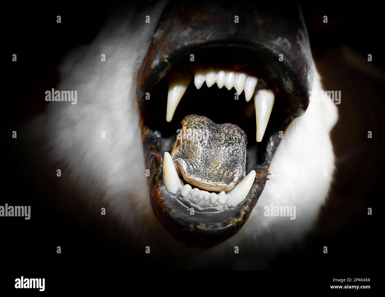 A polar bears mouth wide open with fanged teeth and scarred lips Stock ...