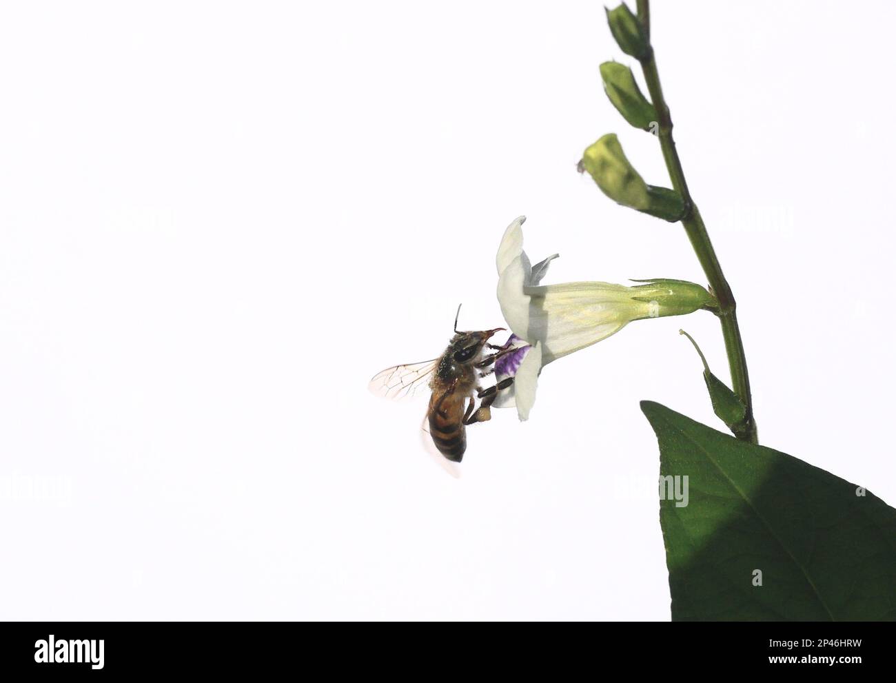 Honey bee seeking nectar on white Chinese violet or coromandel or ...