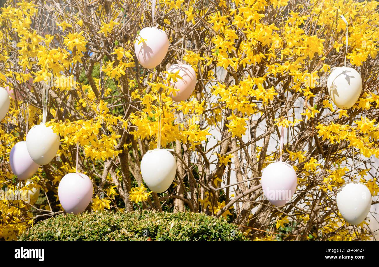 Decorative Easter eggs of light color on the branches of yellow ...