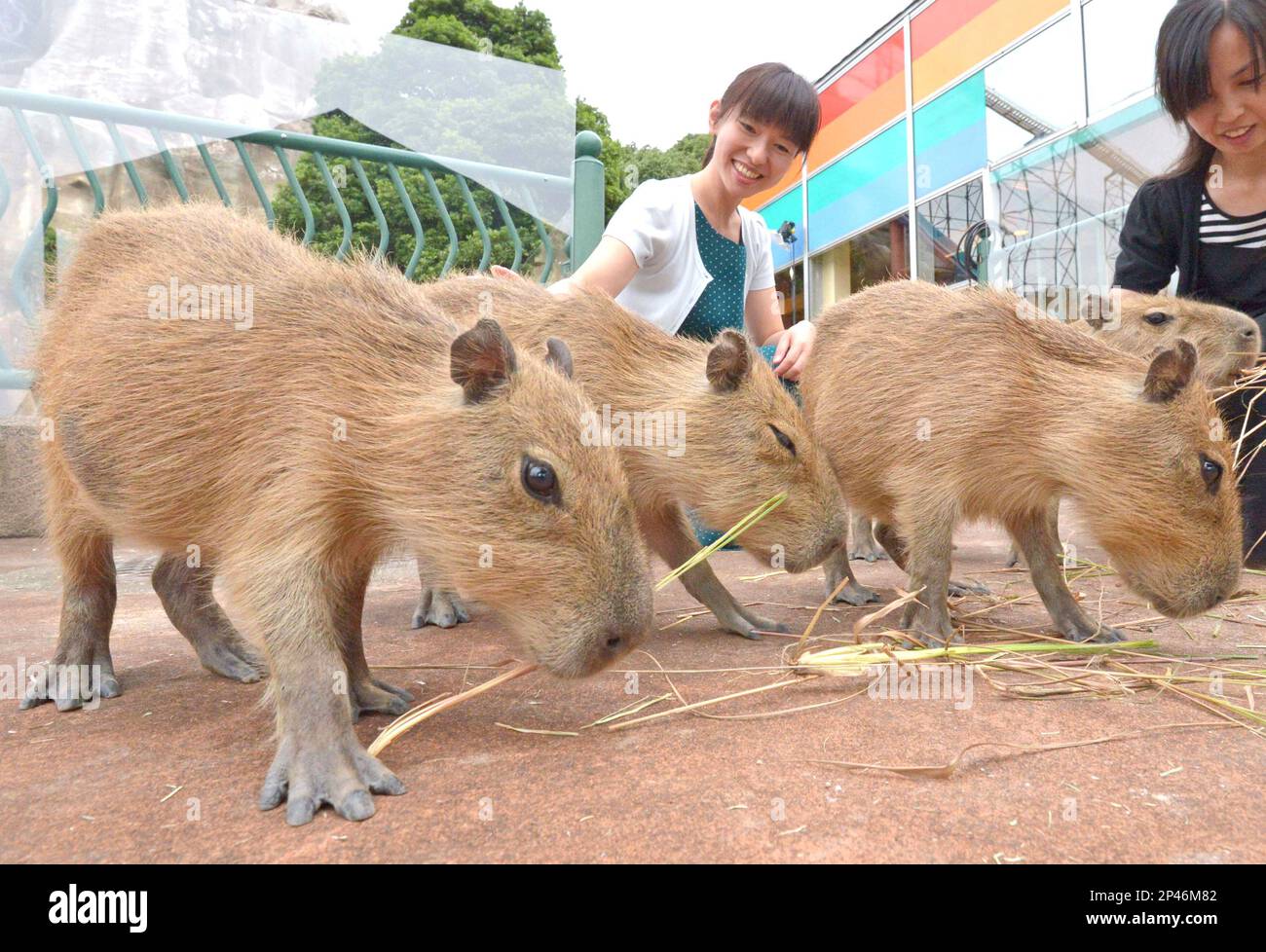 Visitors watch and touch capybara, the world's largest rodent at a cafe ...