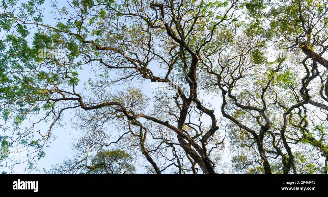 Tree with branches and leaves. Against blue sky background Stock Photo ...
