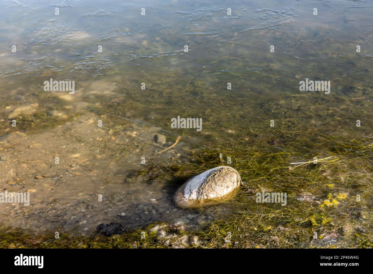 Stone in shallow frosty water with water plants. Winter landscape Stock ...