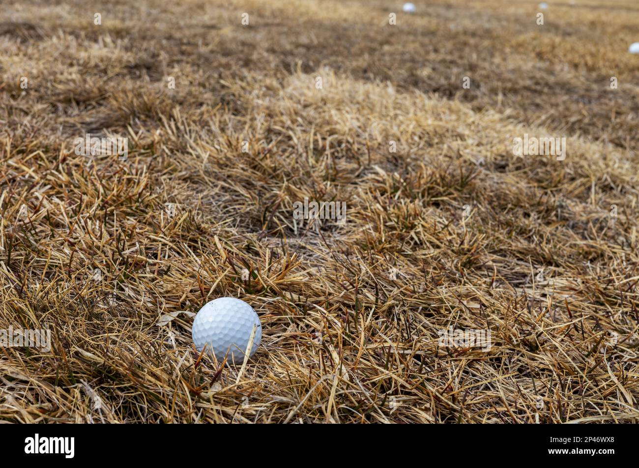 Golf ball lying on the dry grass Stock Photo - Alamy