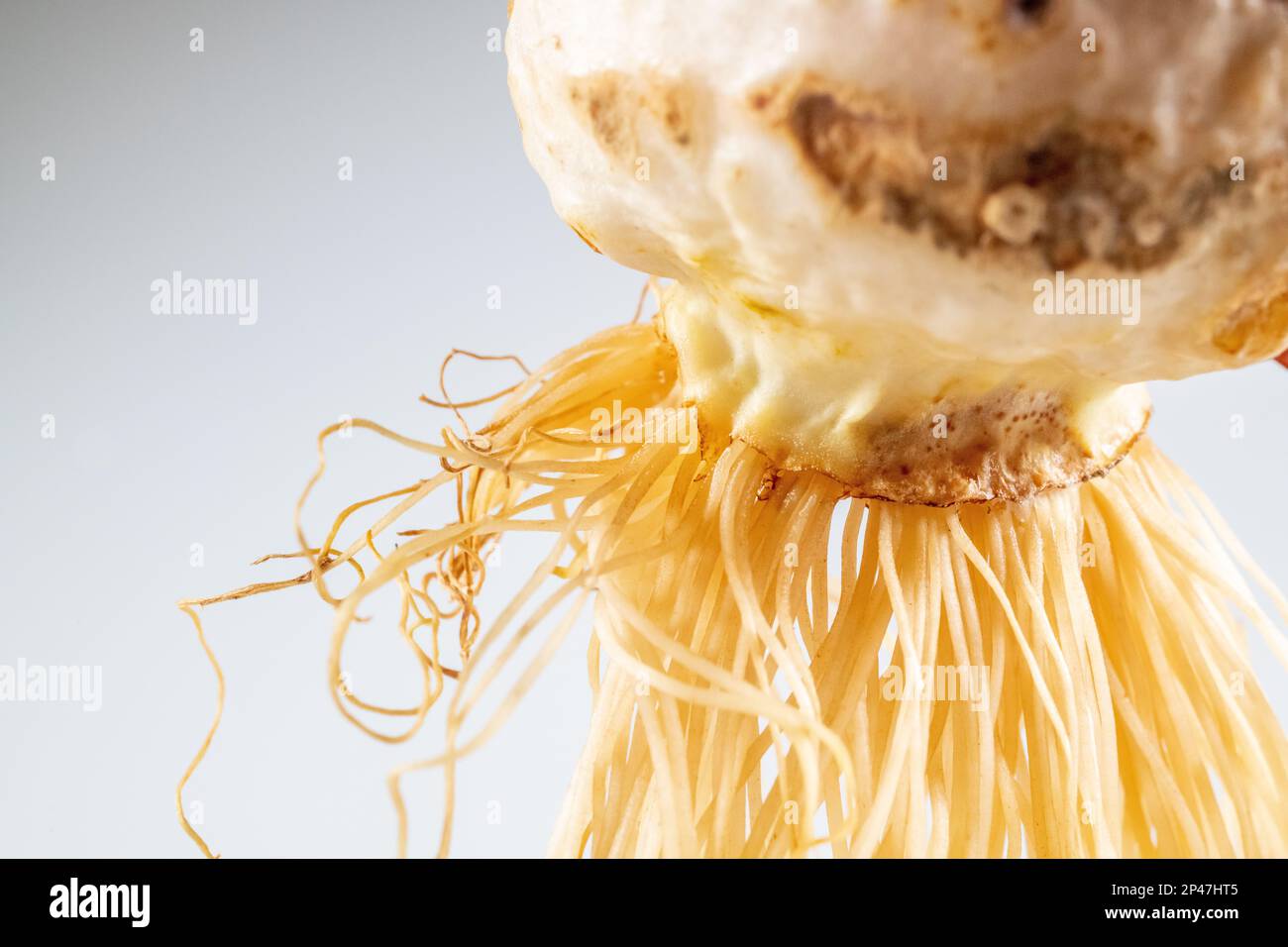 Tulip bulb with roots - growing Tulipa cut out on white background ...