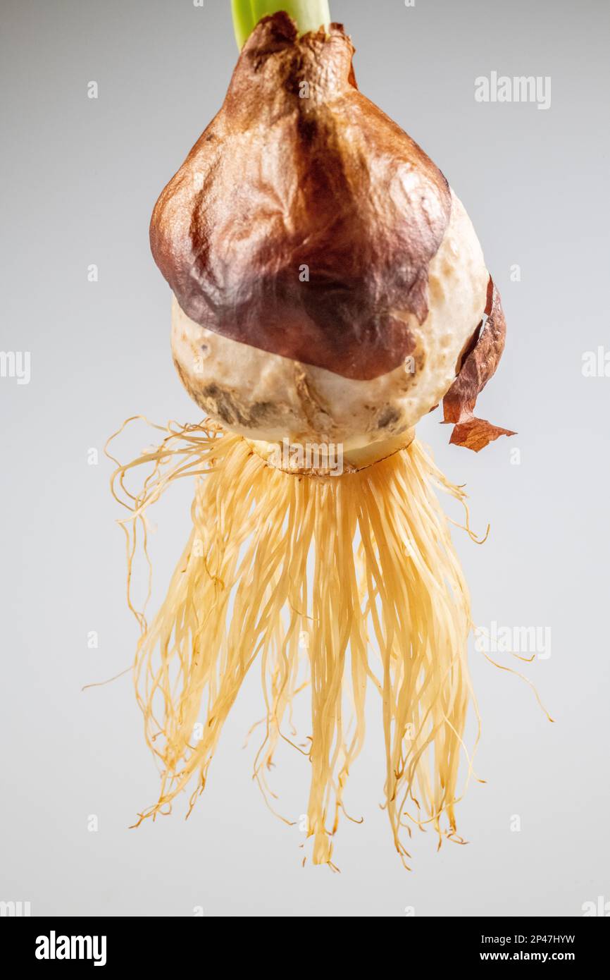 Tulip bulb with roots - growing Tulipa cut out on white background ...