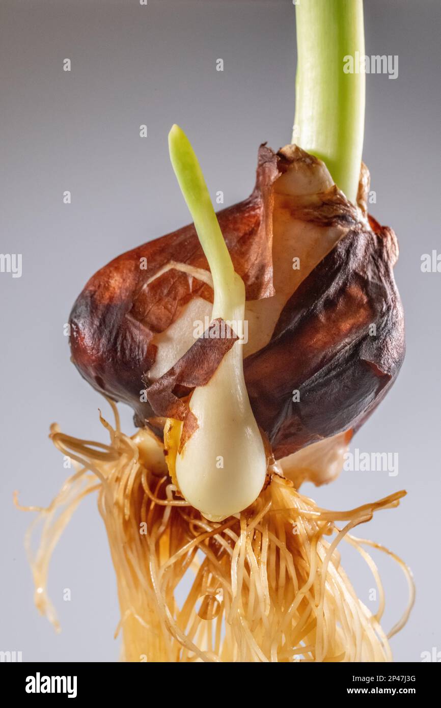 Tulip bulb with roots - growing Tulipa bulb with daughter bulbs cut out ...