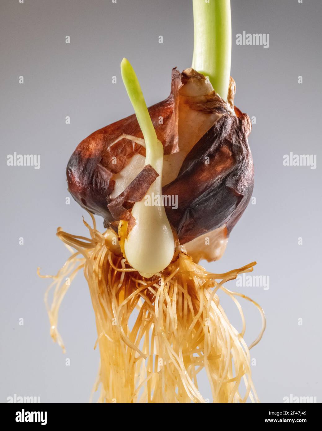 Tulip bulb with roots - growing Tulipa bulb with daughter bulbs cut out ...