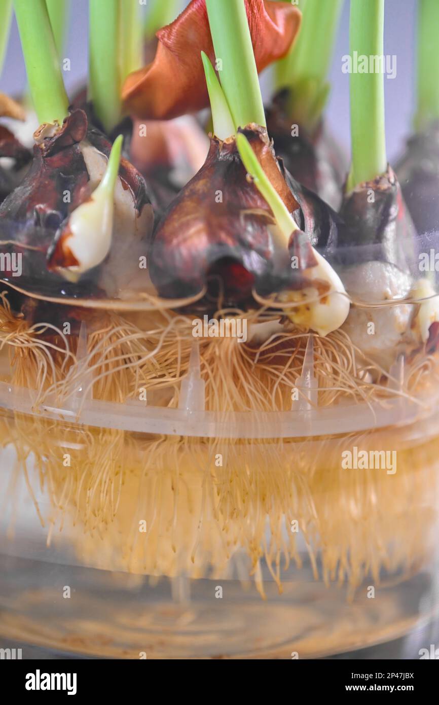 Tulipia bulb with roots hi-res stock photography and images - Alamy