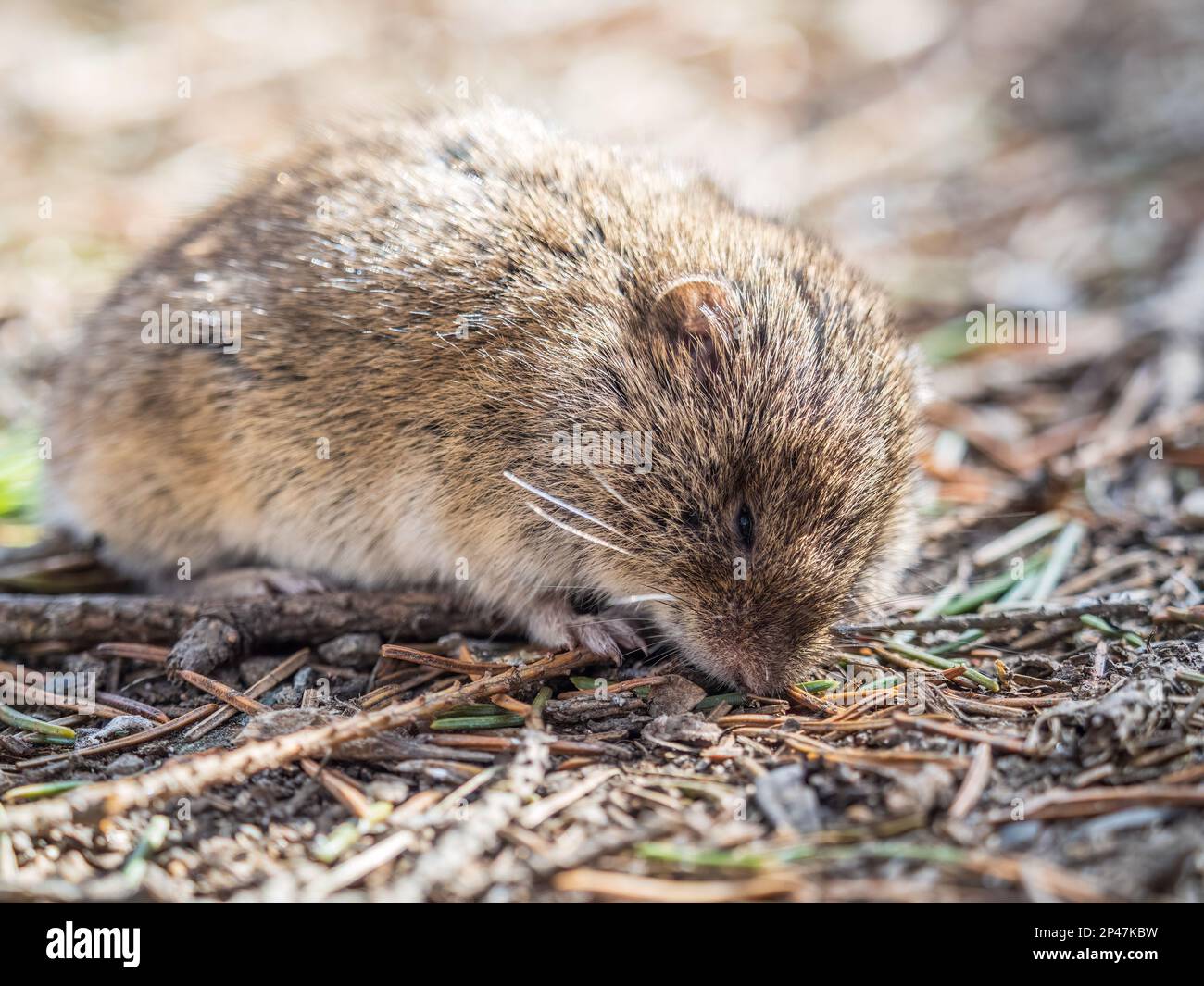 A closeup of a Common vole on the ground with a blurry background ...