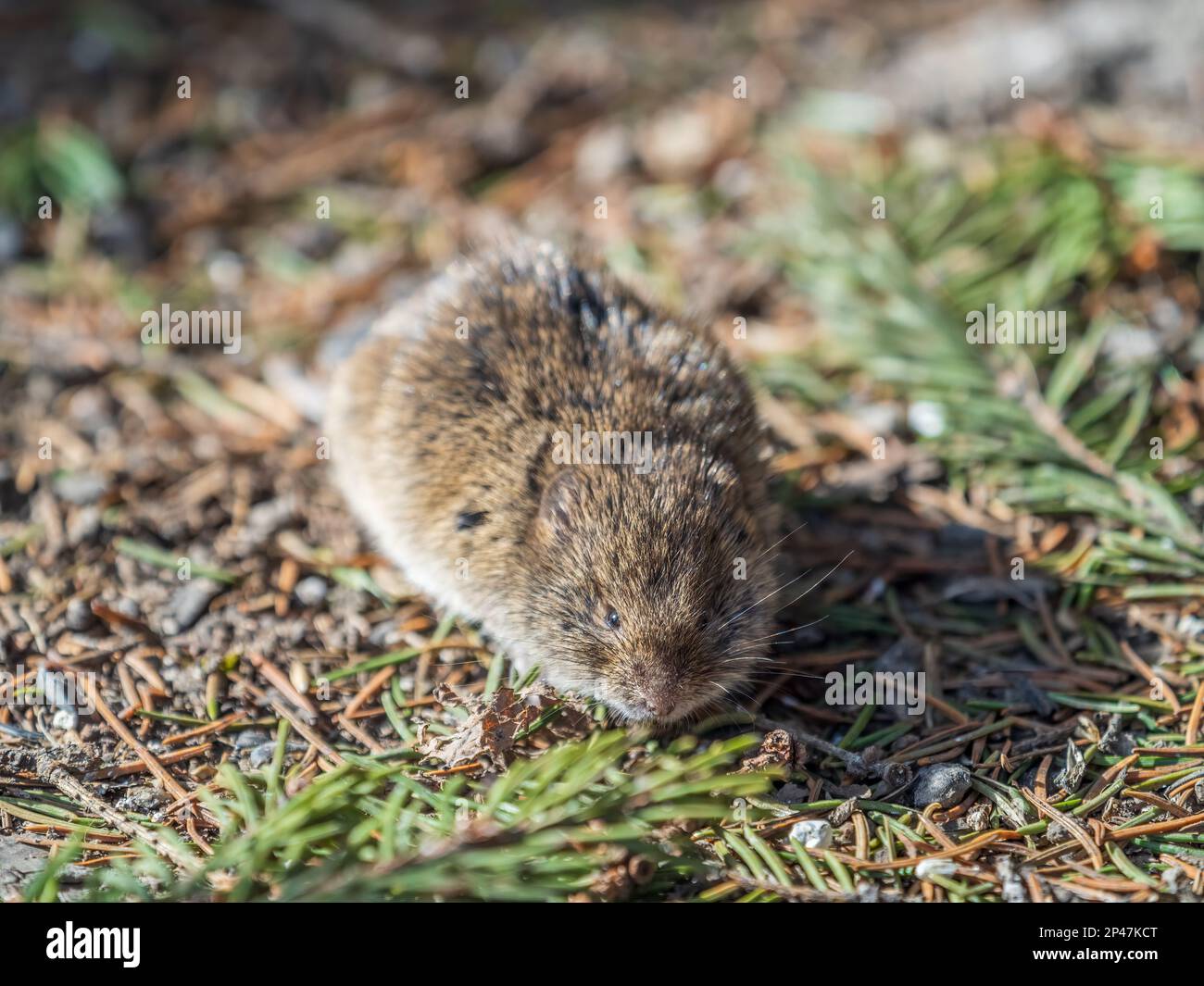 A closeup of a Common vole on the ground with a blurry background ...