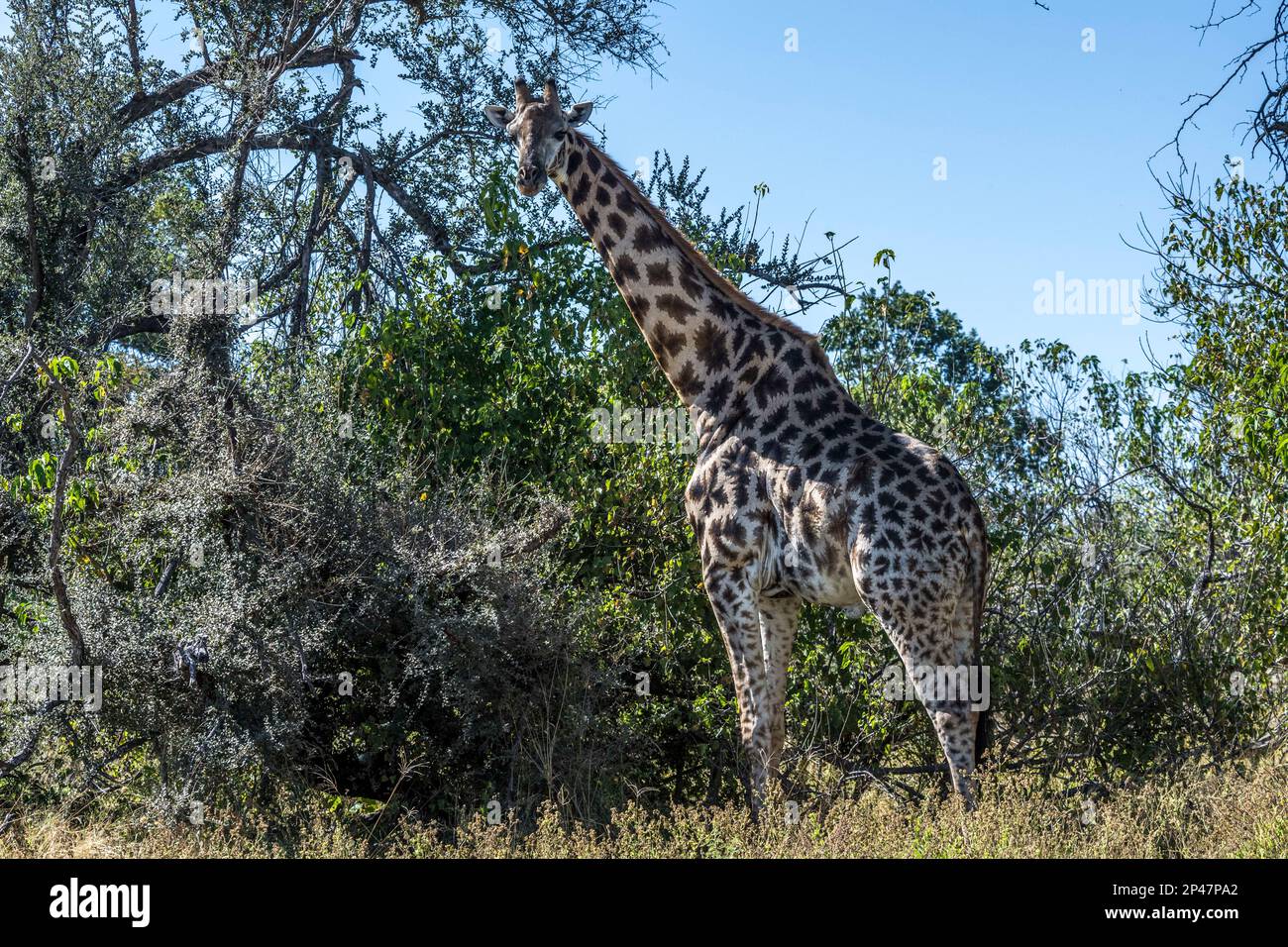 Africa, Botswana, Okavango Delta. A male giraffe walking in the savanna ...