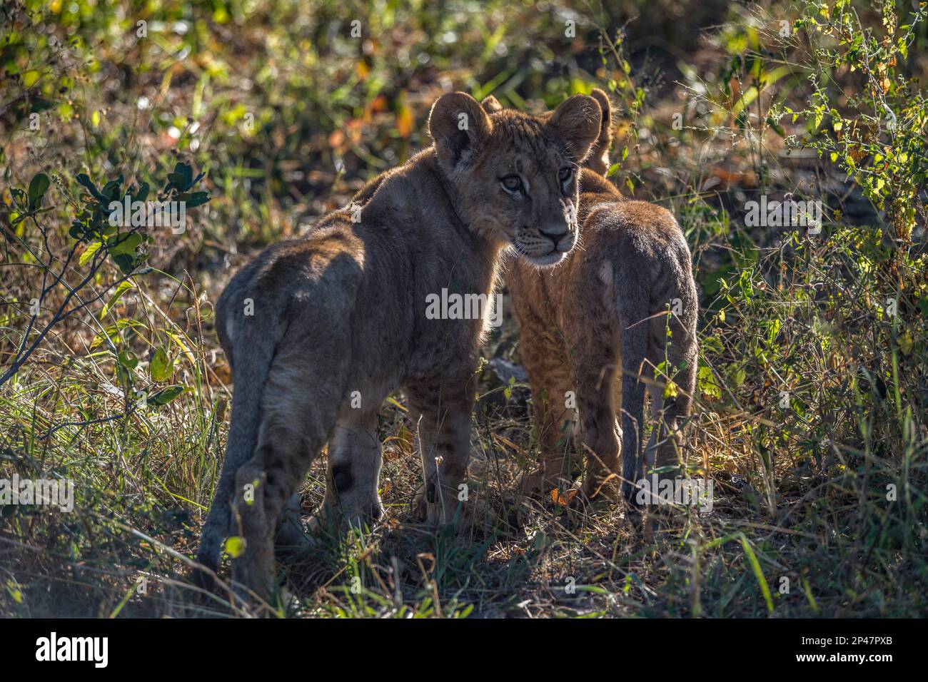 Africa, Botswana, Okavango Delta. Two baby cub lions walk in the ...