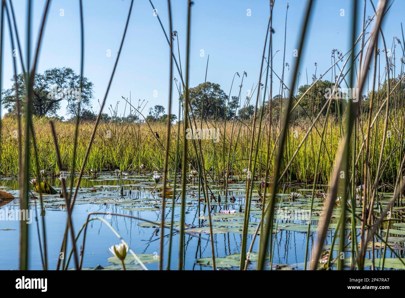 Africa, Botswana, Okavango Delta. View through the reeds from a Mokoro ...