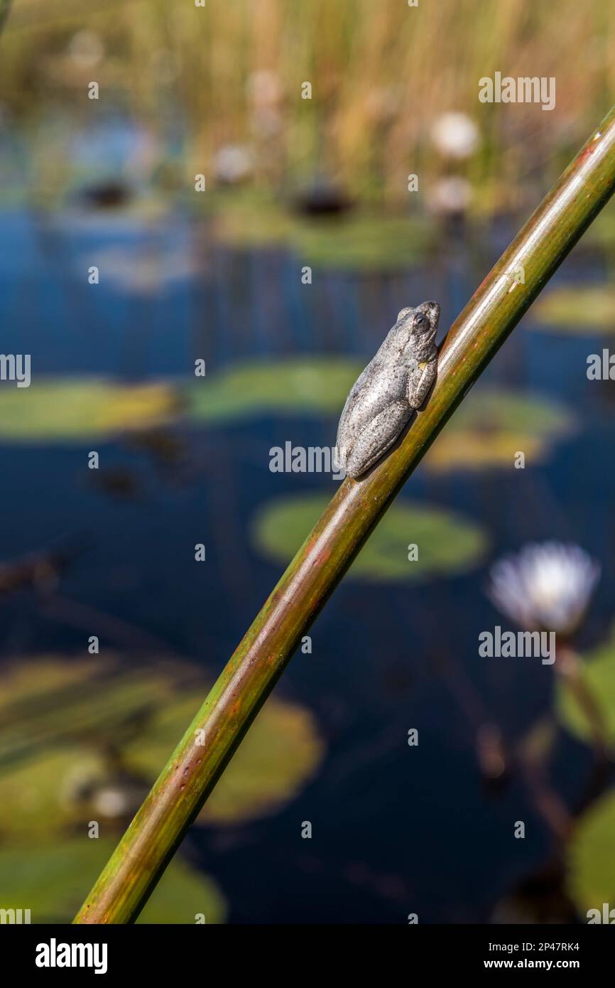 Reed frogs hi-res stock photography and images - Alamy