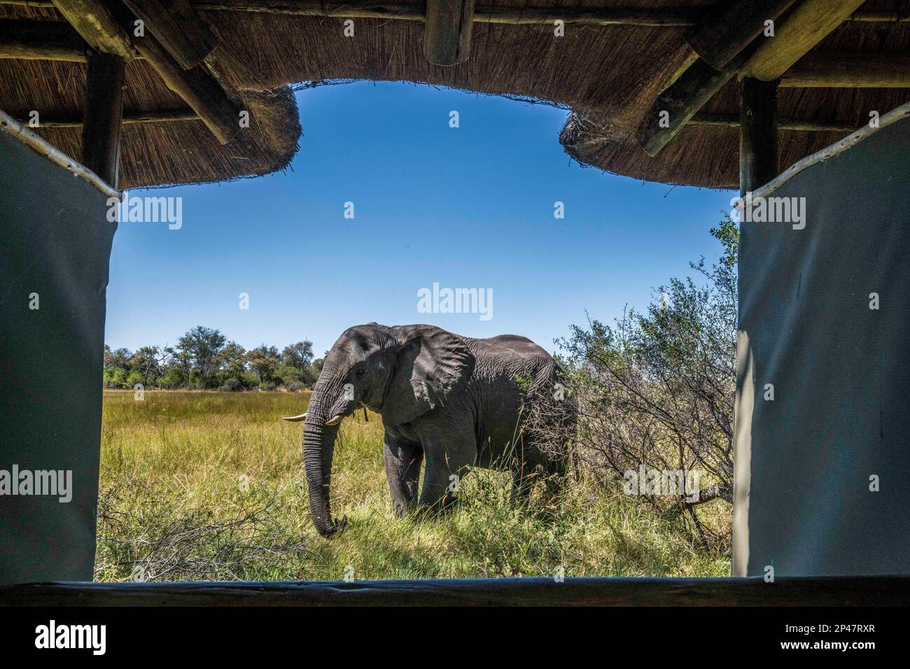 Africa, Botswana, Okavango Delta. View of an elephant through the ...