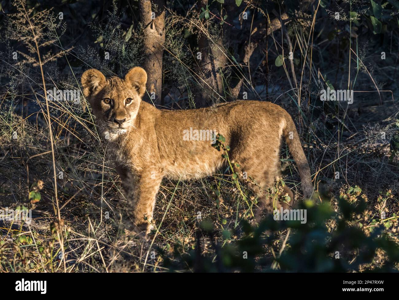 Africa, Botswana, Okavango Delta. A female lion cub in the Okavango ...