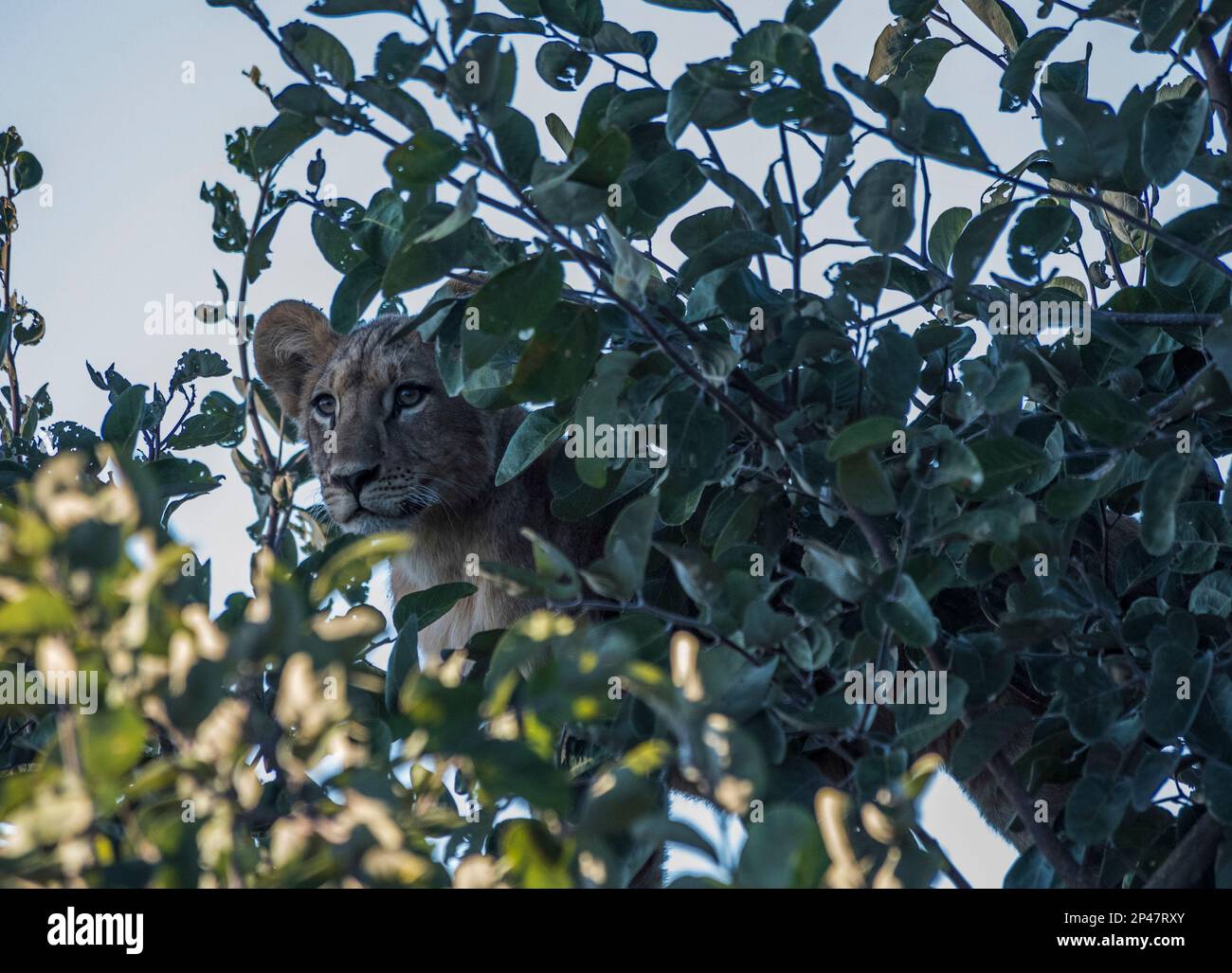 Africa, Botswana, Okavango Delta. A female lion cub in the Okavango ...