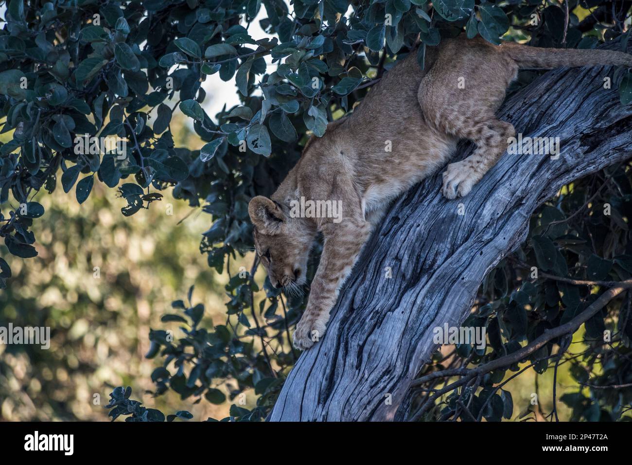 Africa, Botswana, Okavango Delta. A female lion readys to climb down a ...