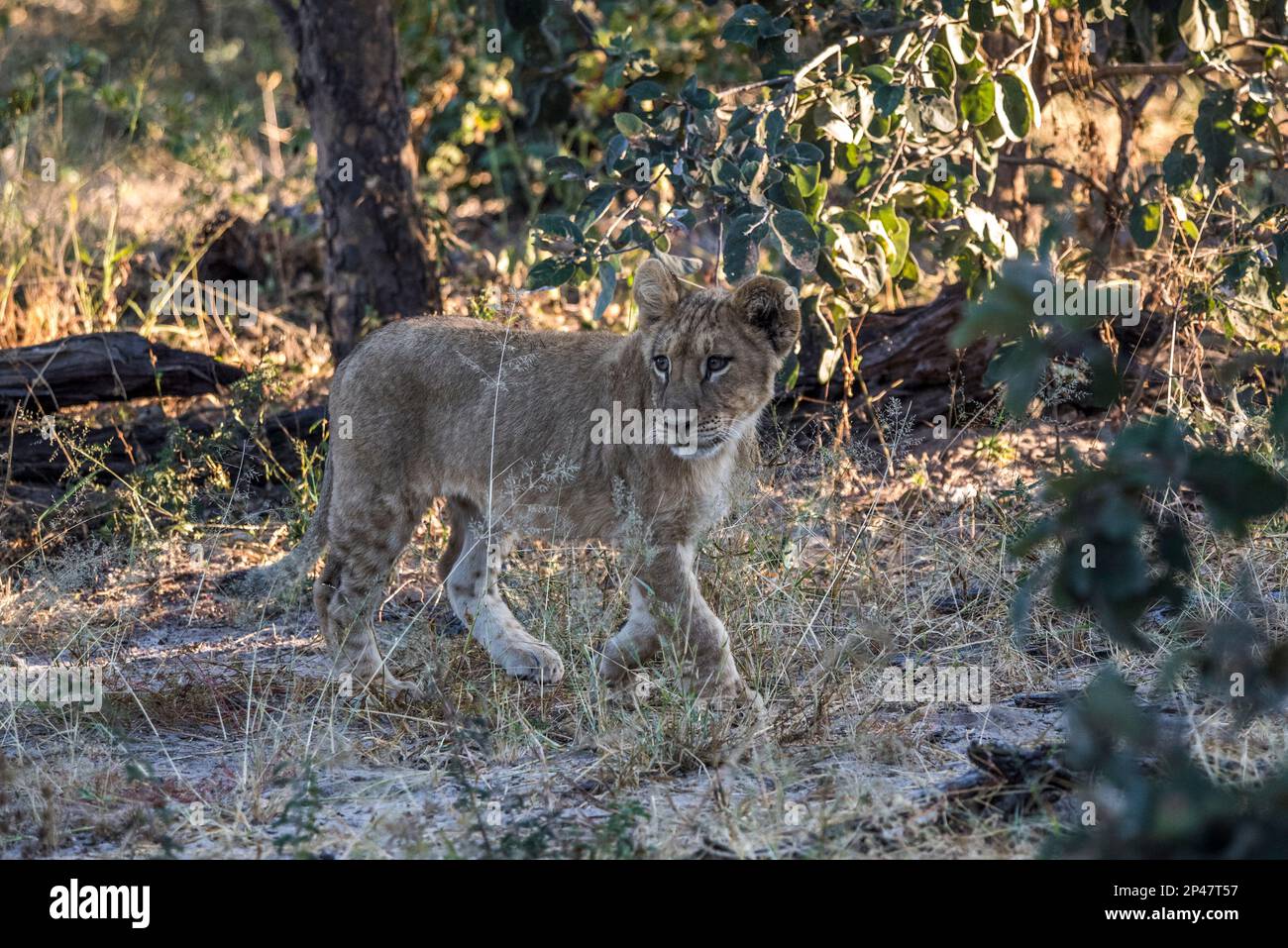 Africa, Botswana, Okavango Delta. A female lion cub in the Okavango ...