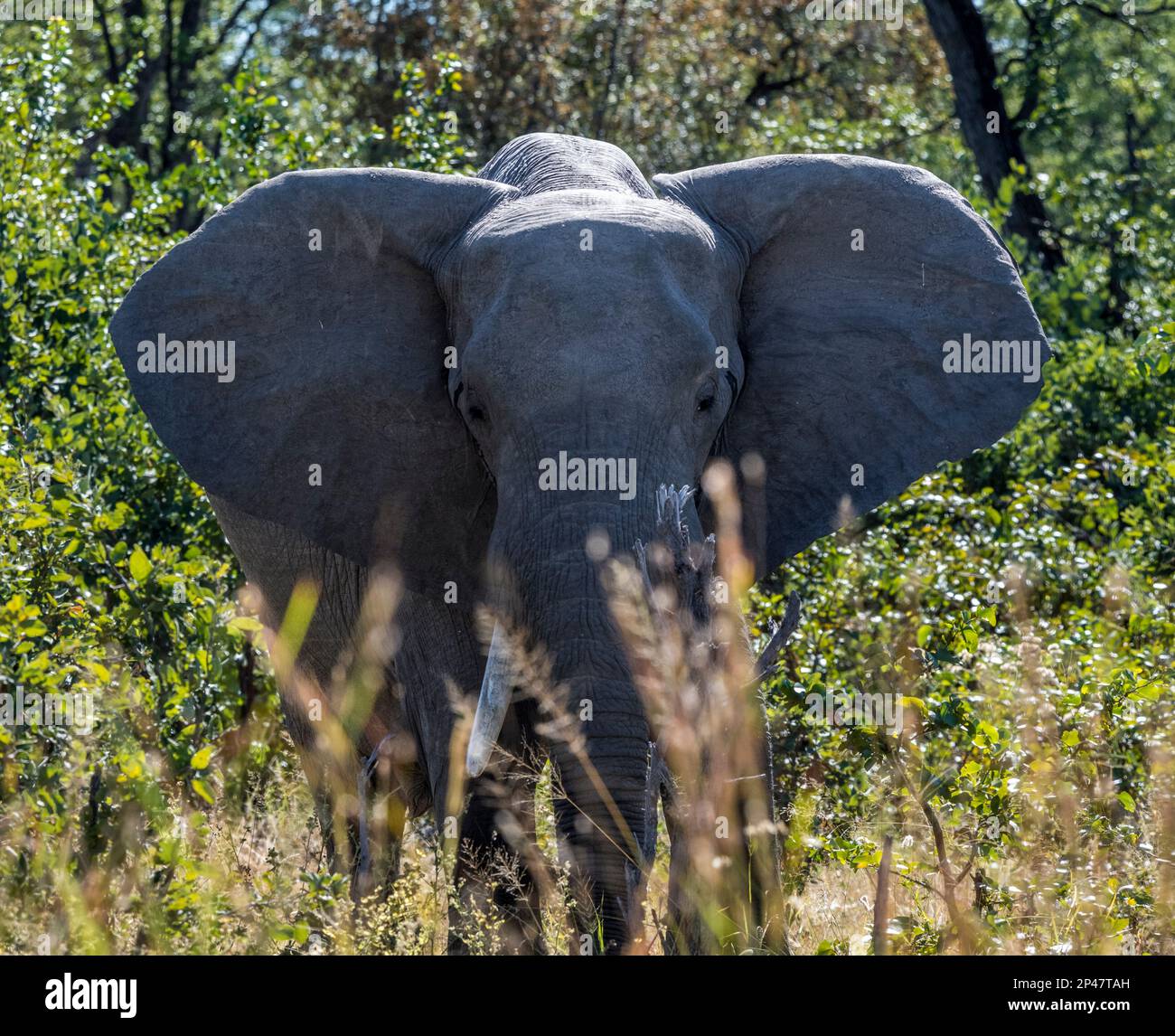Africa, Botswana, Okavango Delta. An elephant, ears flared, looks right ...