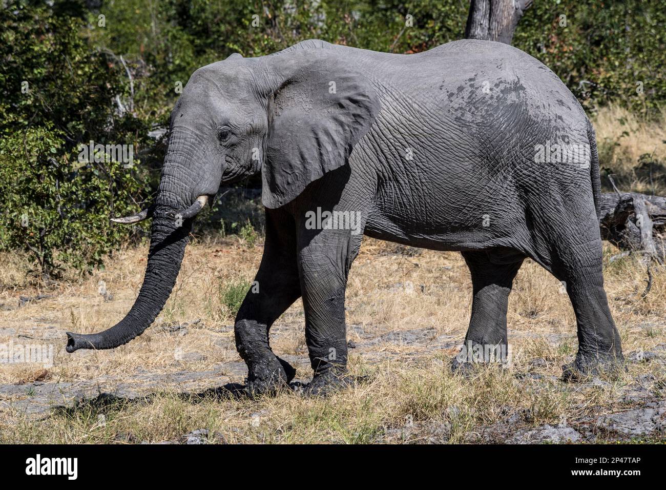 Africa, Botswana, Okavango Delta. A young elephant on the savanna Stock ...