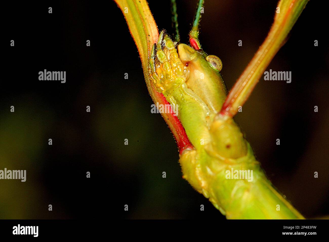 Close-p macro images of smooth stick isect (Clitarchus hookeri Stock Photo - Alamy