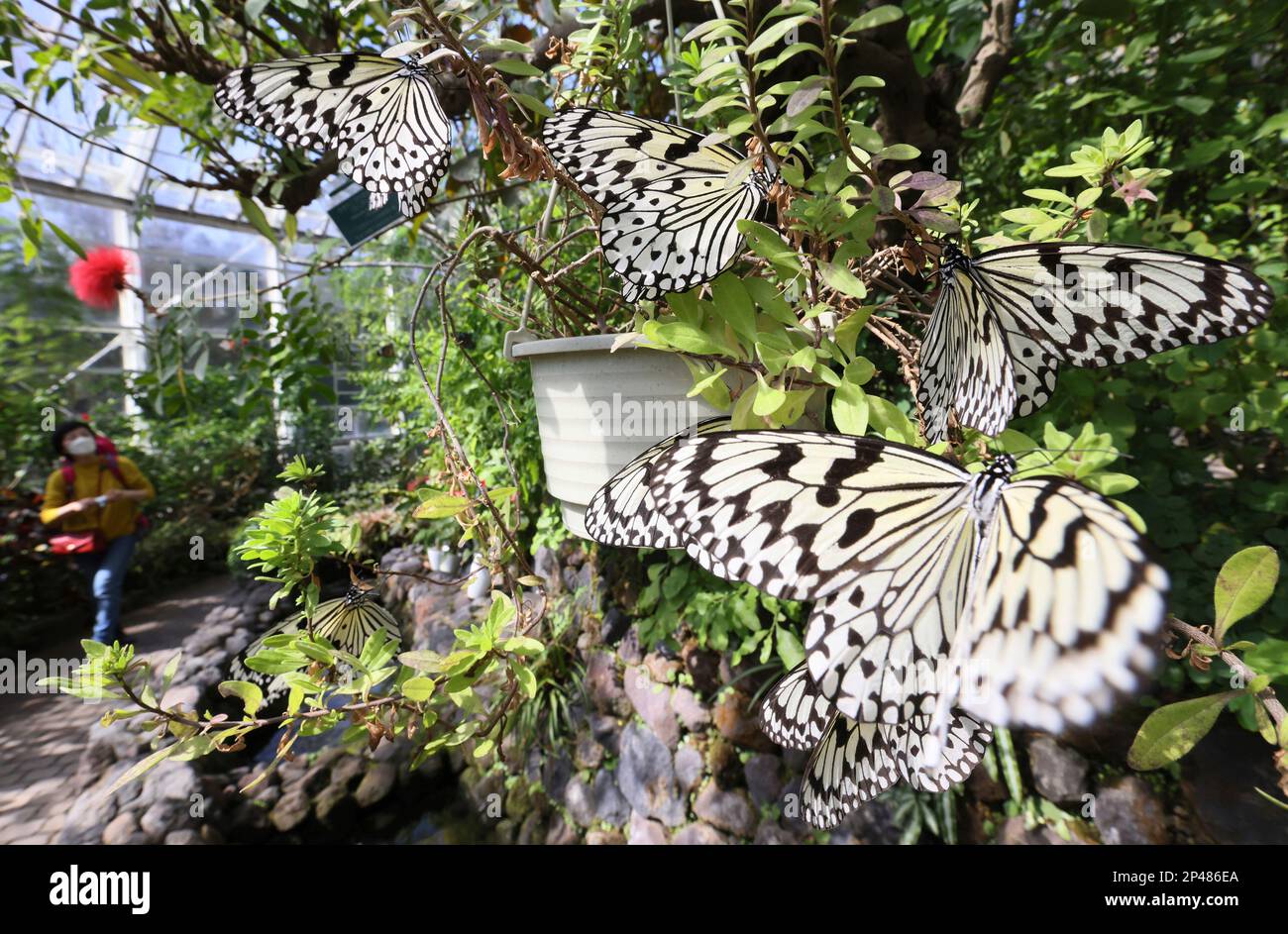 Butterflies are seen at a glasshouse of Itami City Museum of Insects in ...