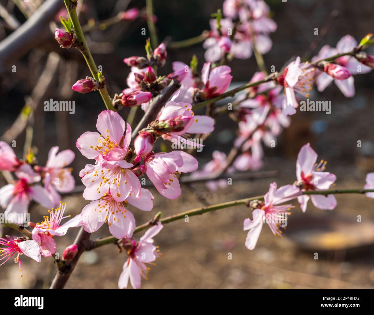 Almond fruit tree branch full with flowers. selective focus Stock Photo ...