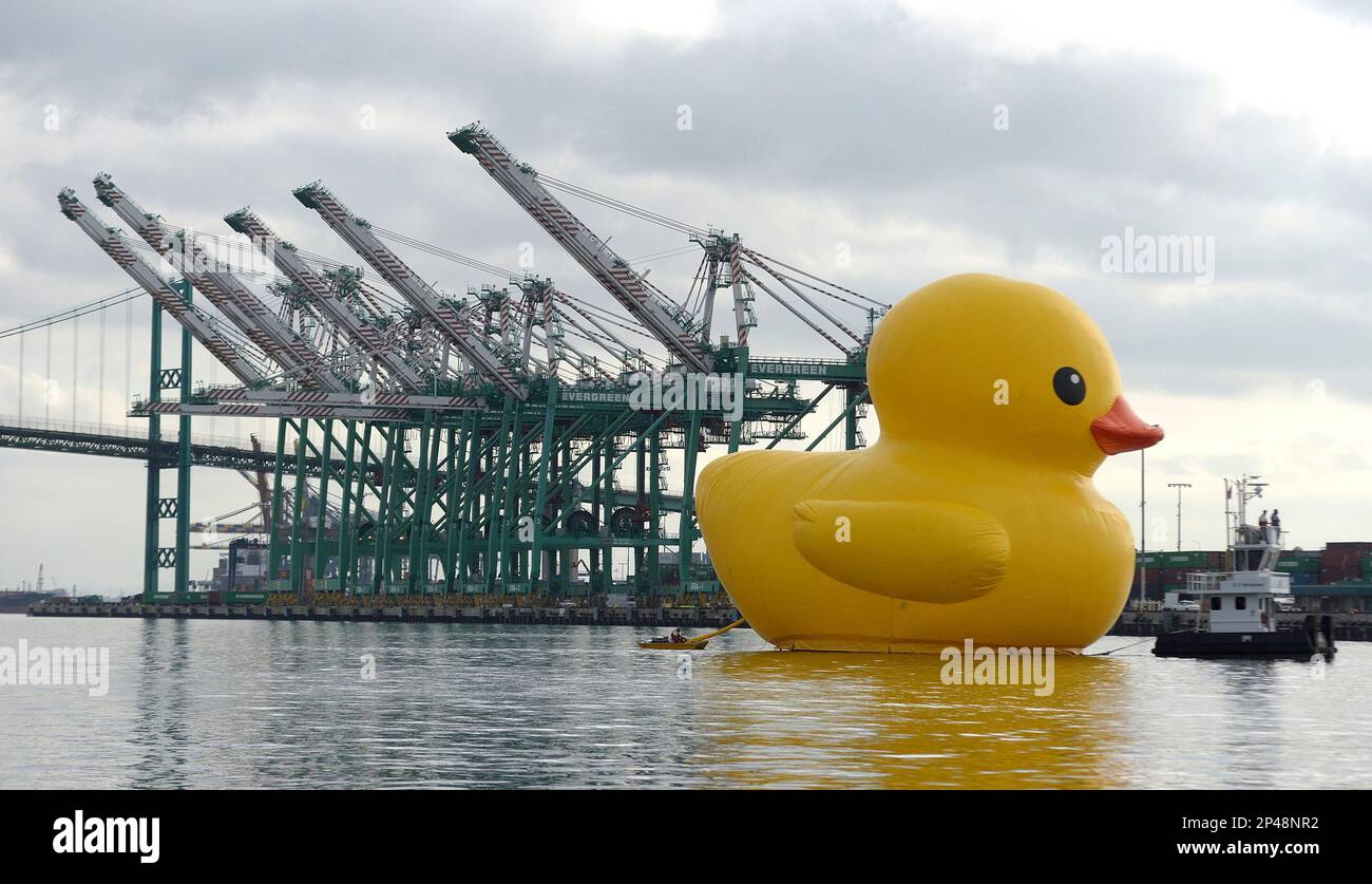 A giant yellow vinyl duck is towed under the Vincent Thomas Bridge in ...