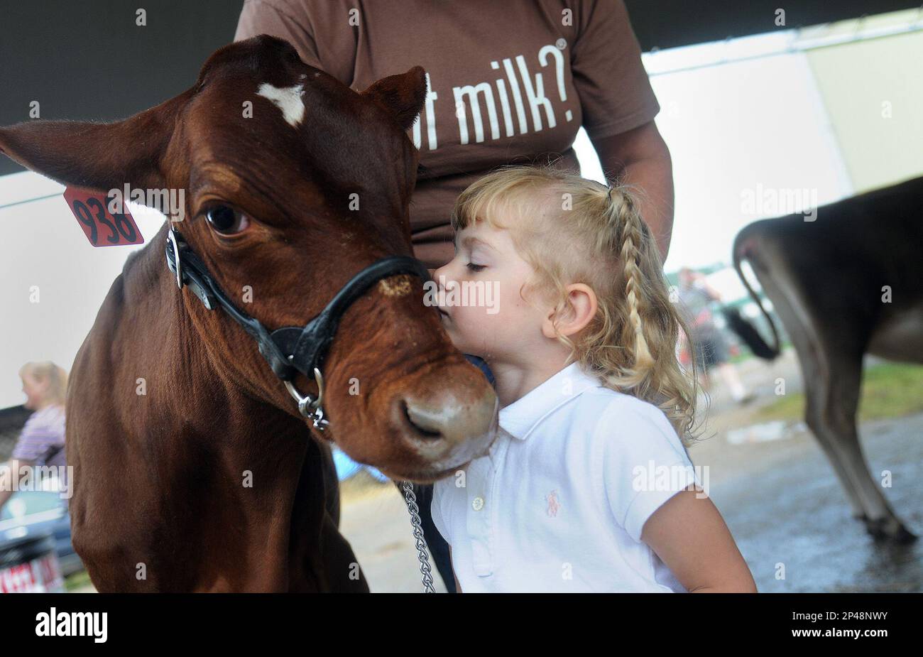 Lilyann Berkey, 3, of Somerset, Pa., kisses her shorthorn calf Josie ...