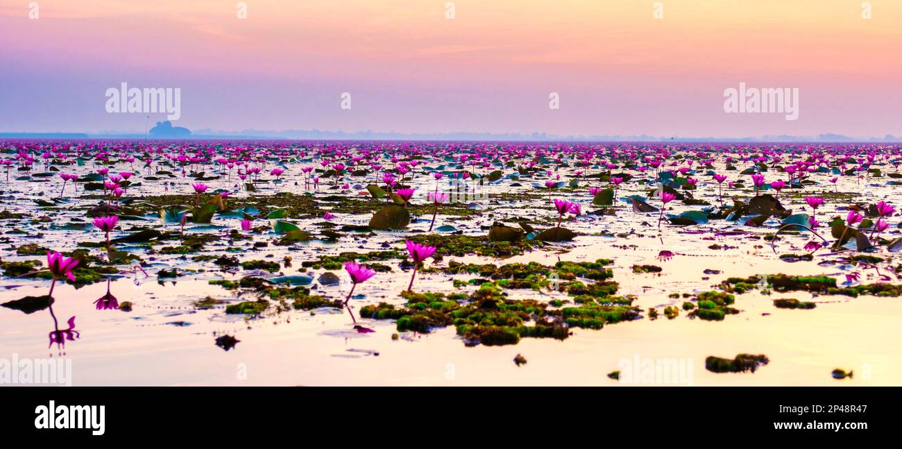 Red Lotus Sea Kumphawapi is full of pink flowers in Udon Thani in ...