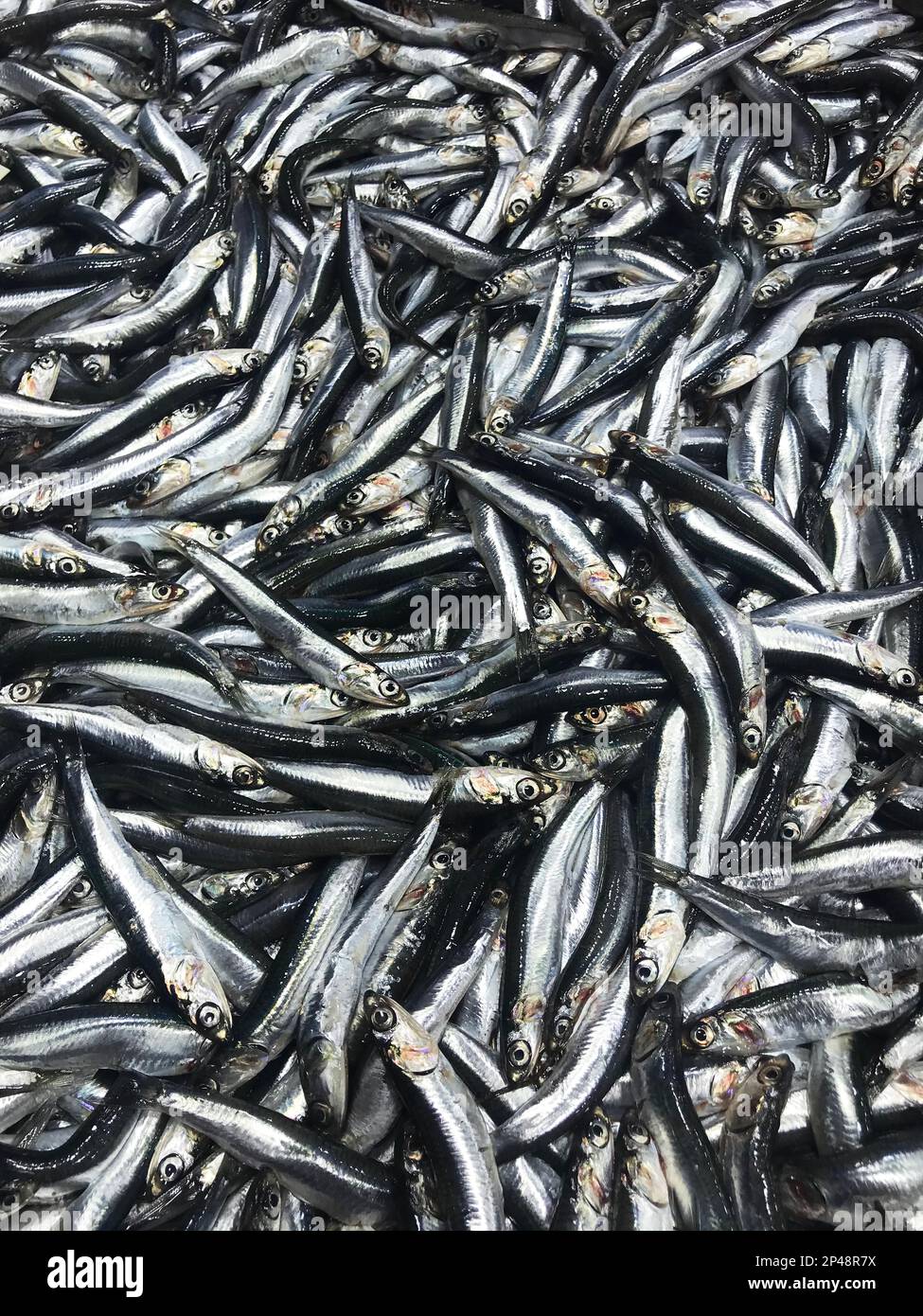 Black sea hamsi hi-res stock photography and images - Alamy