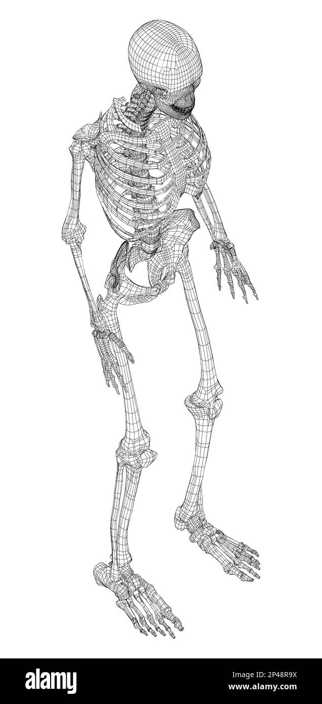 Human skeleton. 3d illustration Stock Photo - Alamy