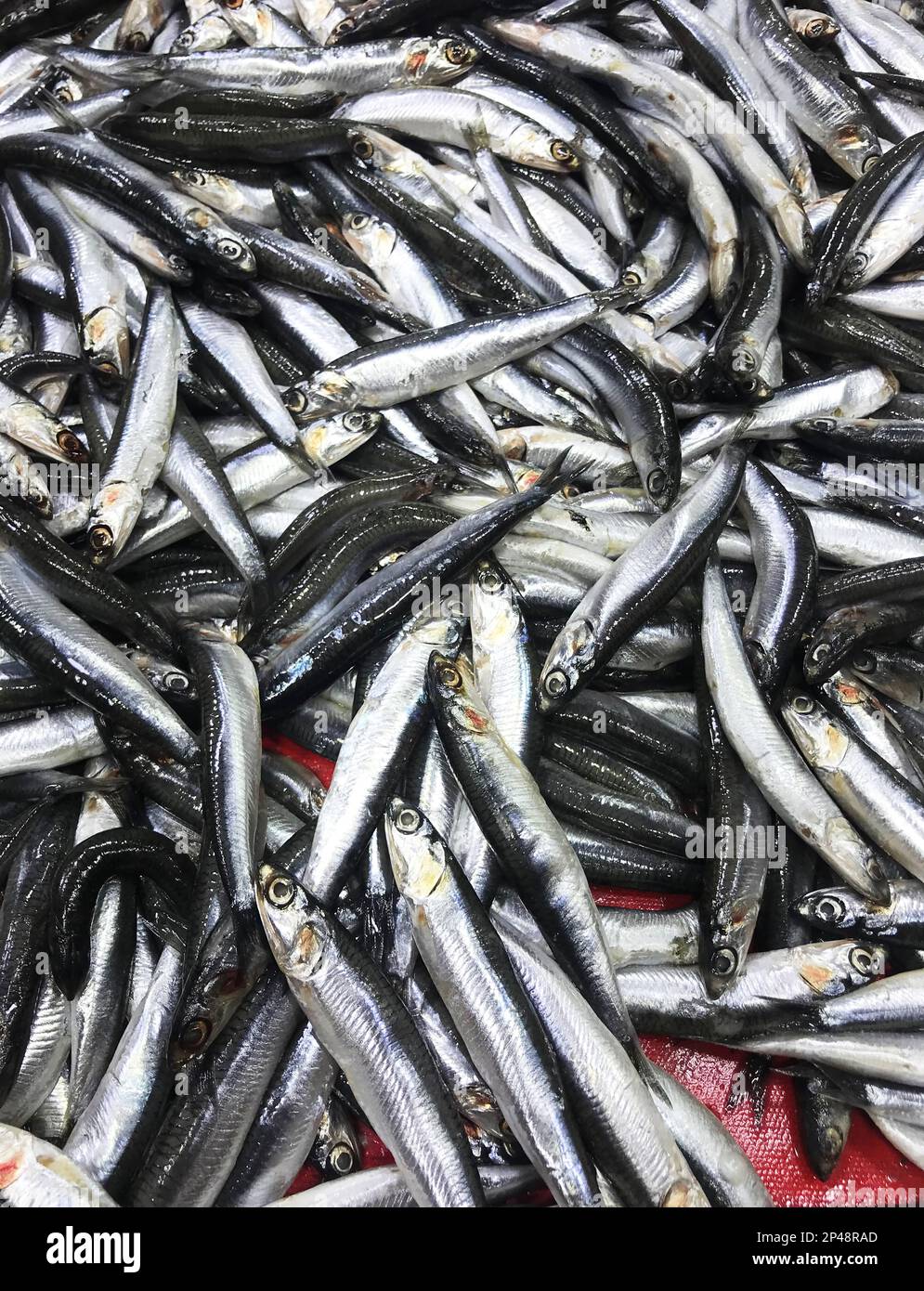 Raw anchovies (Turkish: Hamsi) on the fish counter Stock Photo - Alamy