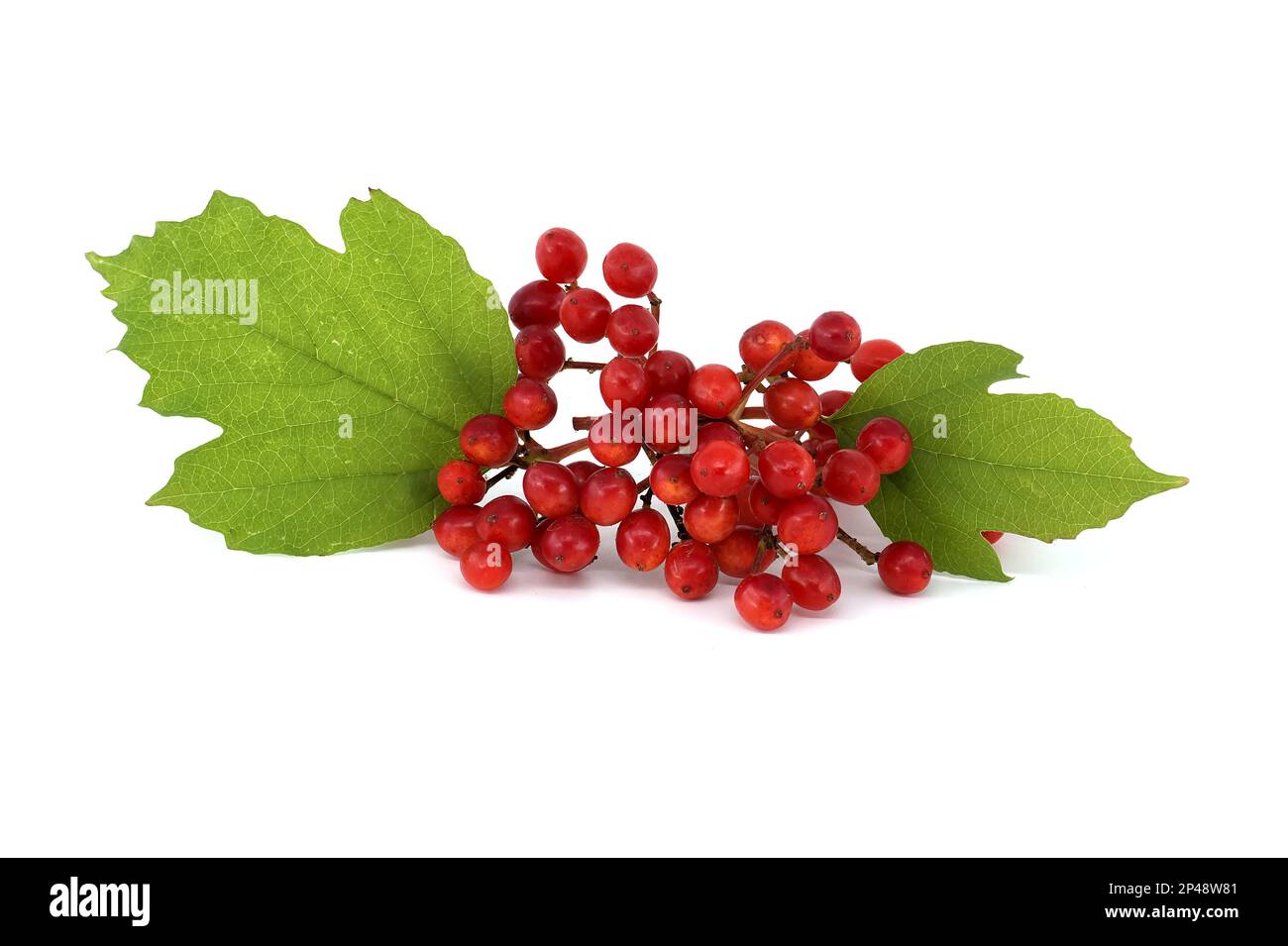 Guelder Rose or Viburnum Opulus plant berries and leaves isolated on ...