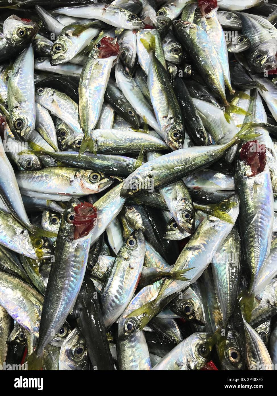 Raw horse mackerel (Turkish: istavrit) on the fish counter Stock Photo ...