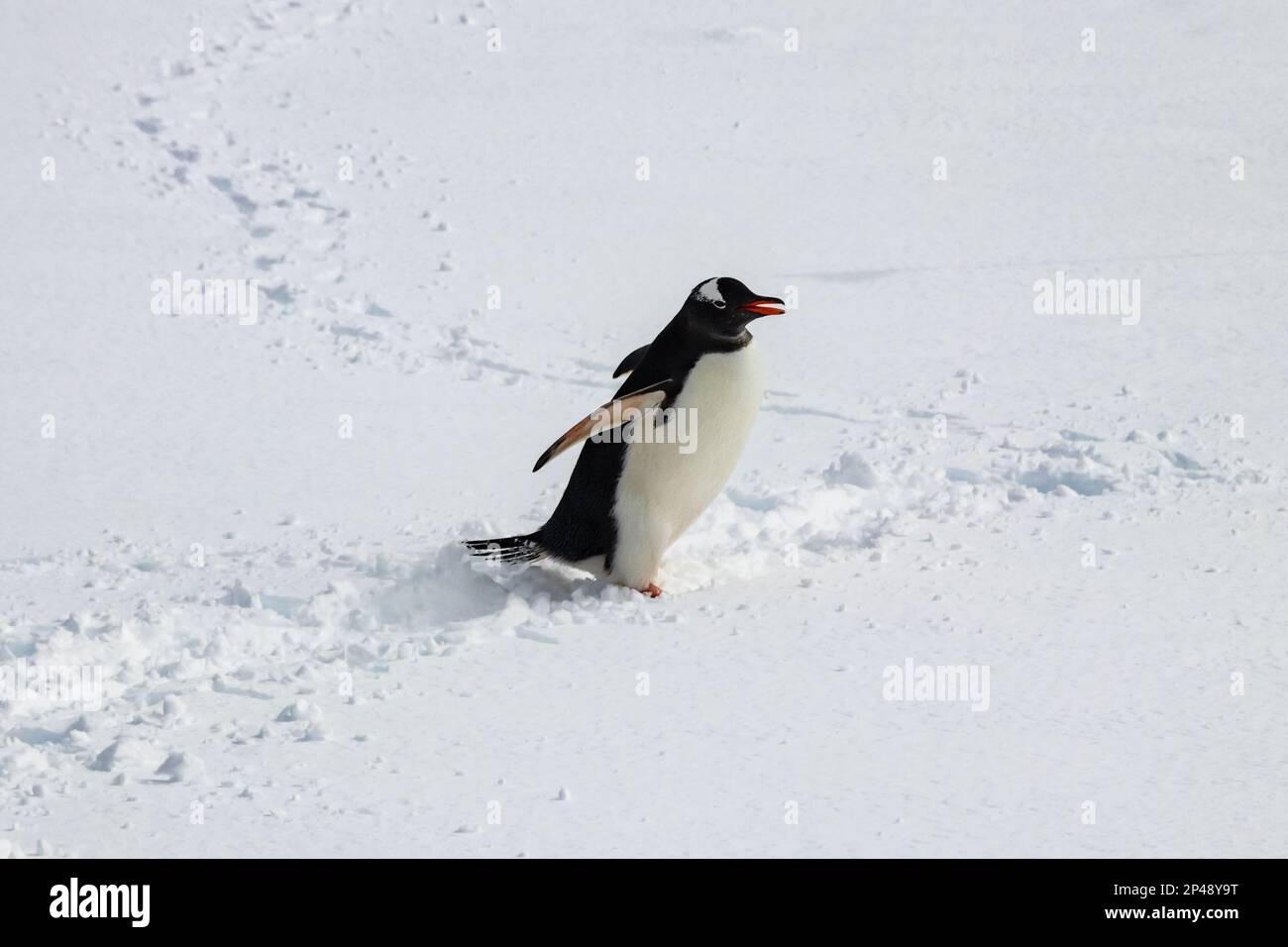 Closeup penguin beak hi-res stock photography and images - Alamy