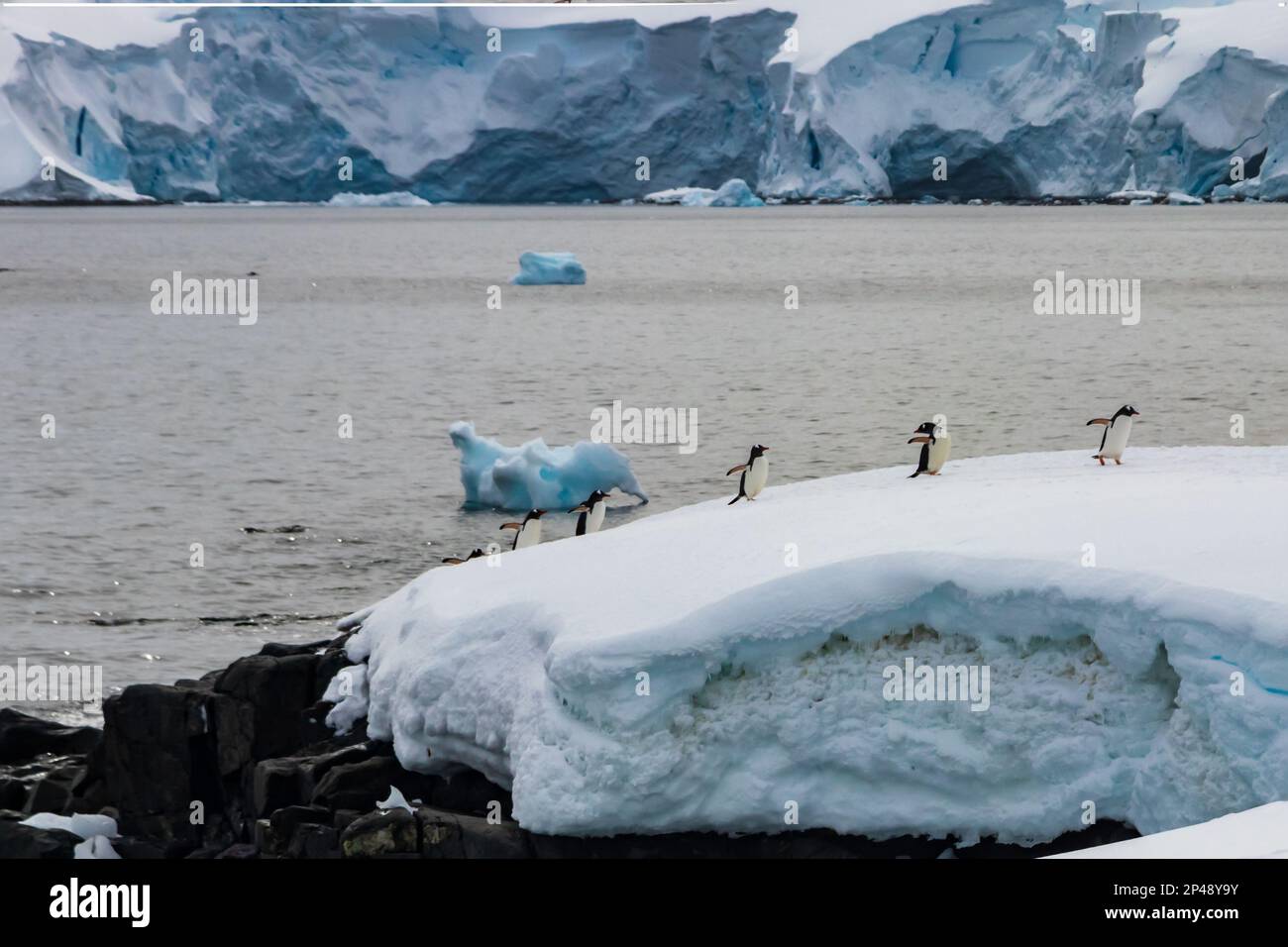 Group of Gentoo penguins (genus Pygoscelis) Marching in a line, on ...