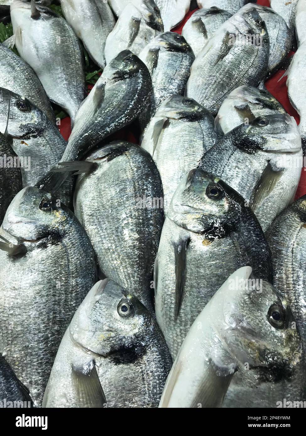 Raw sea bream (Turkish: Cipura) on the fish counter Stock Photo - Alamy