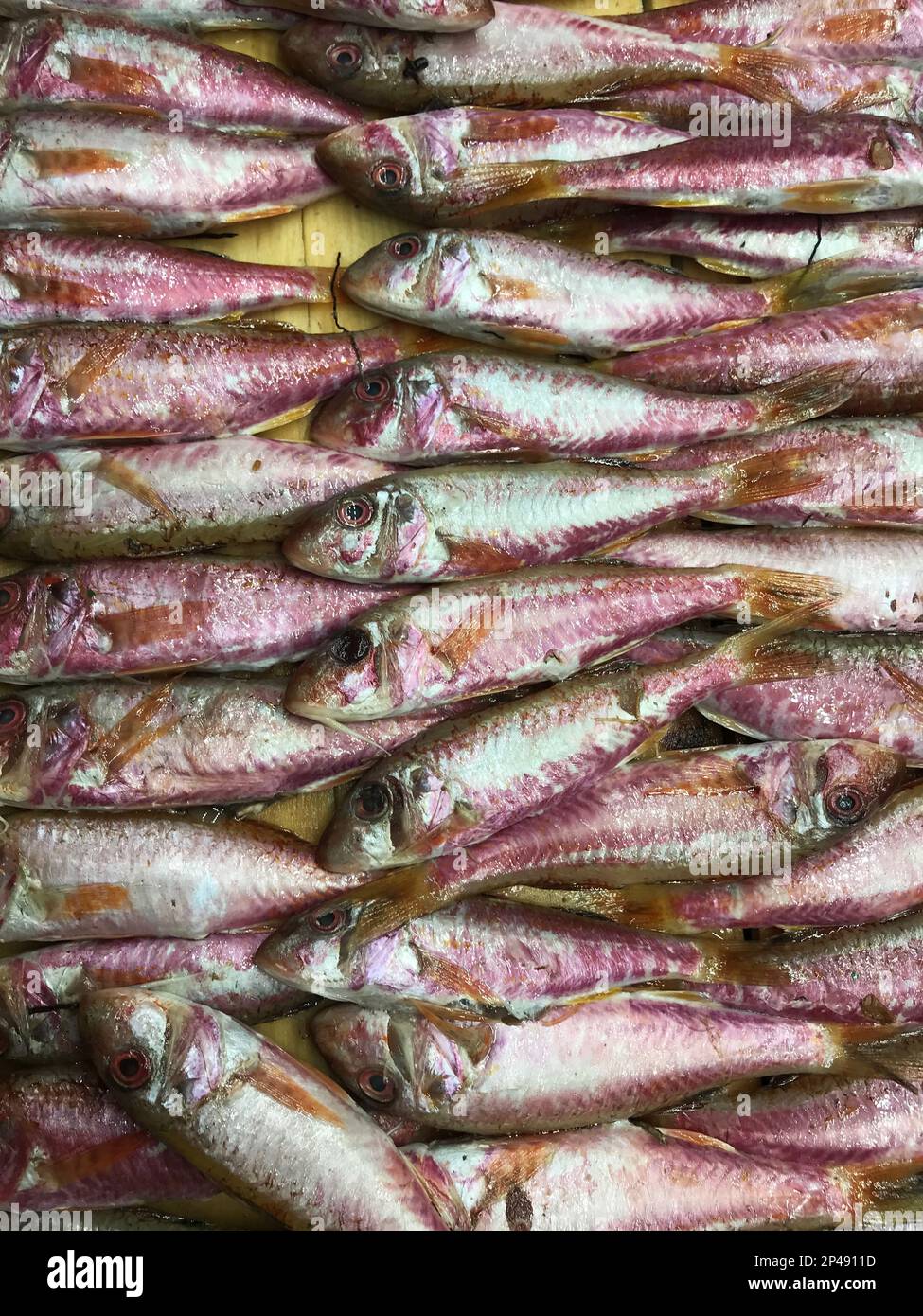 Barbun hi-res stock photography and images - Alamy