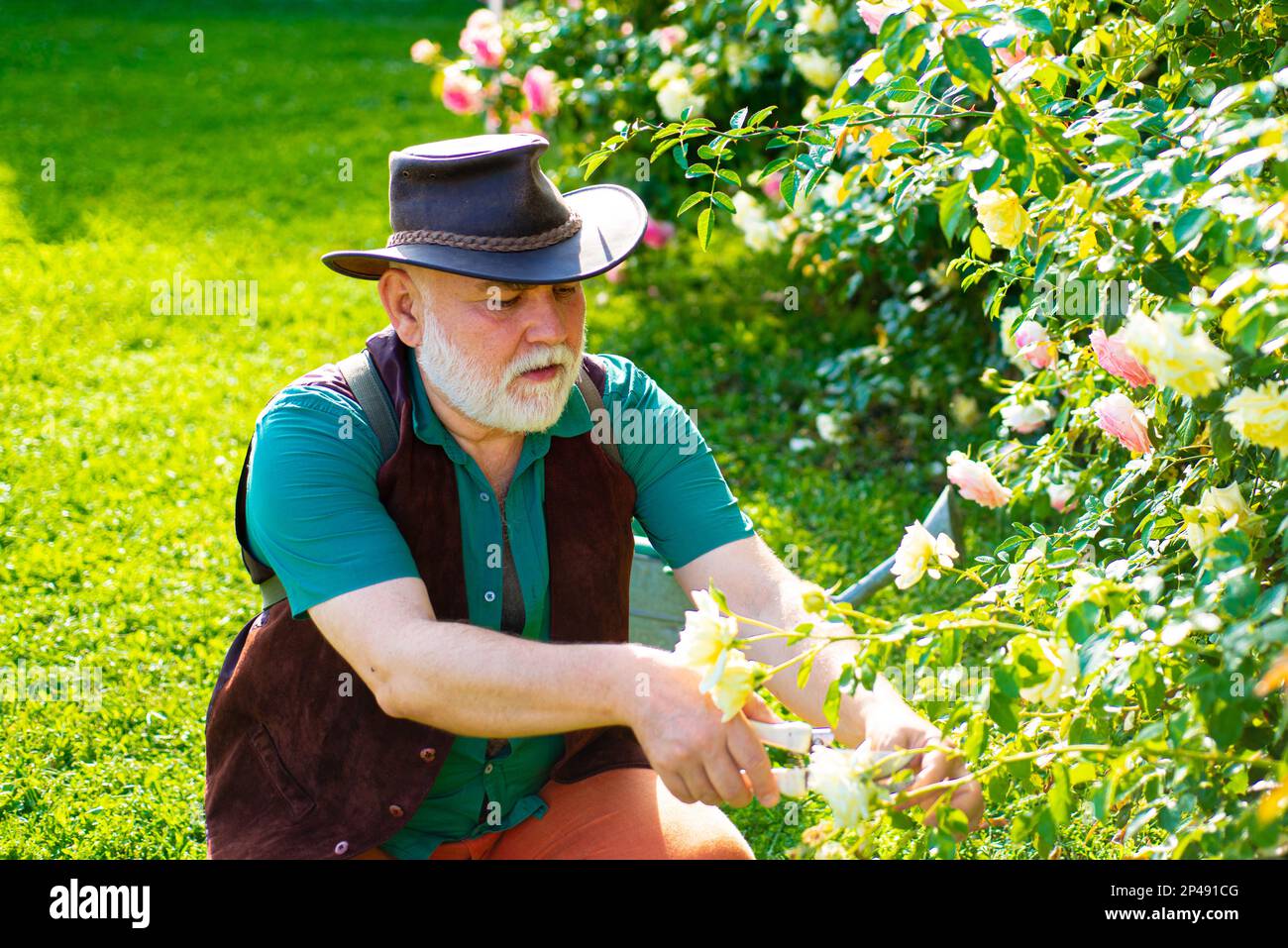 Mature man gardener. Senior planting flowers at garden. Farmer in ...