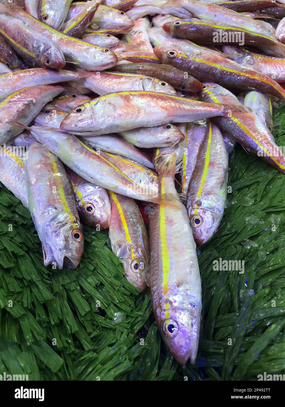Striped mullet hi-res stock photography and images - Alamy