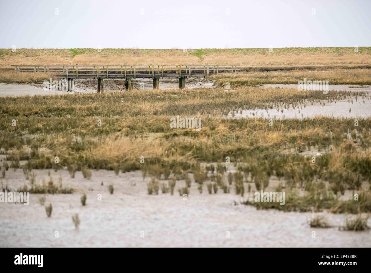 Butjadingen, Germany. 03rd Mar, 2023. New salt marshes are being ...
