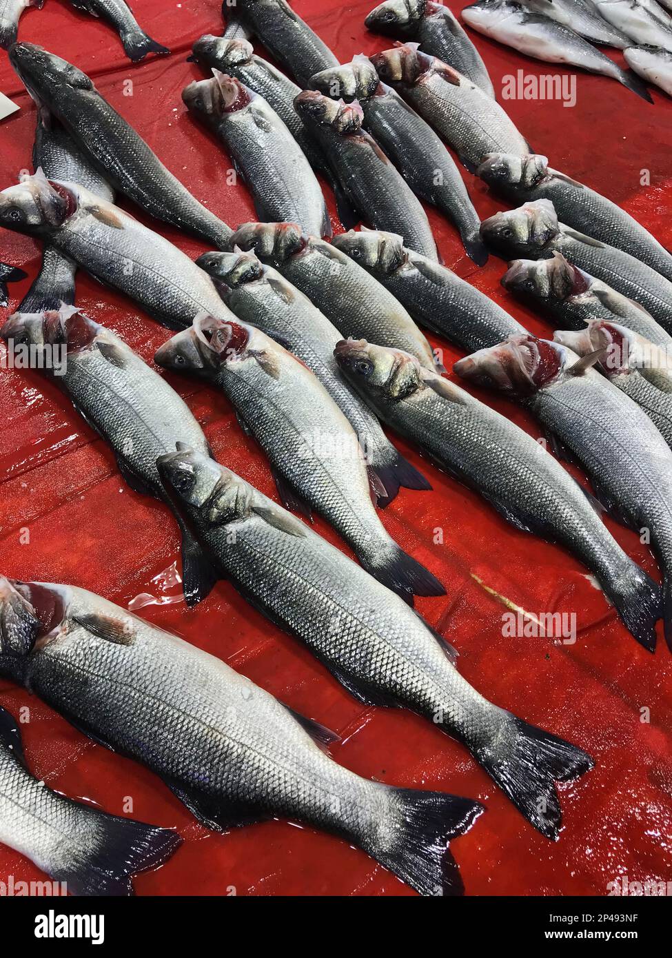 Raw sea bass (Turkish: Levrek) on the fish counter Stock Photo - Alamy