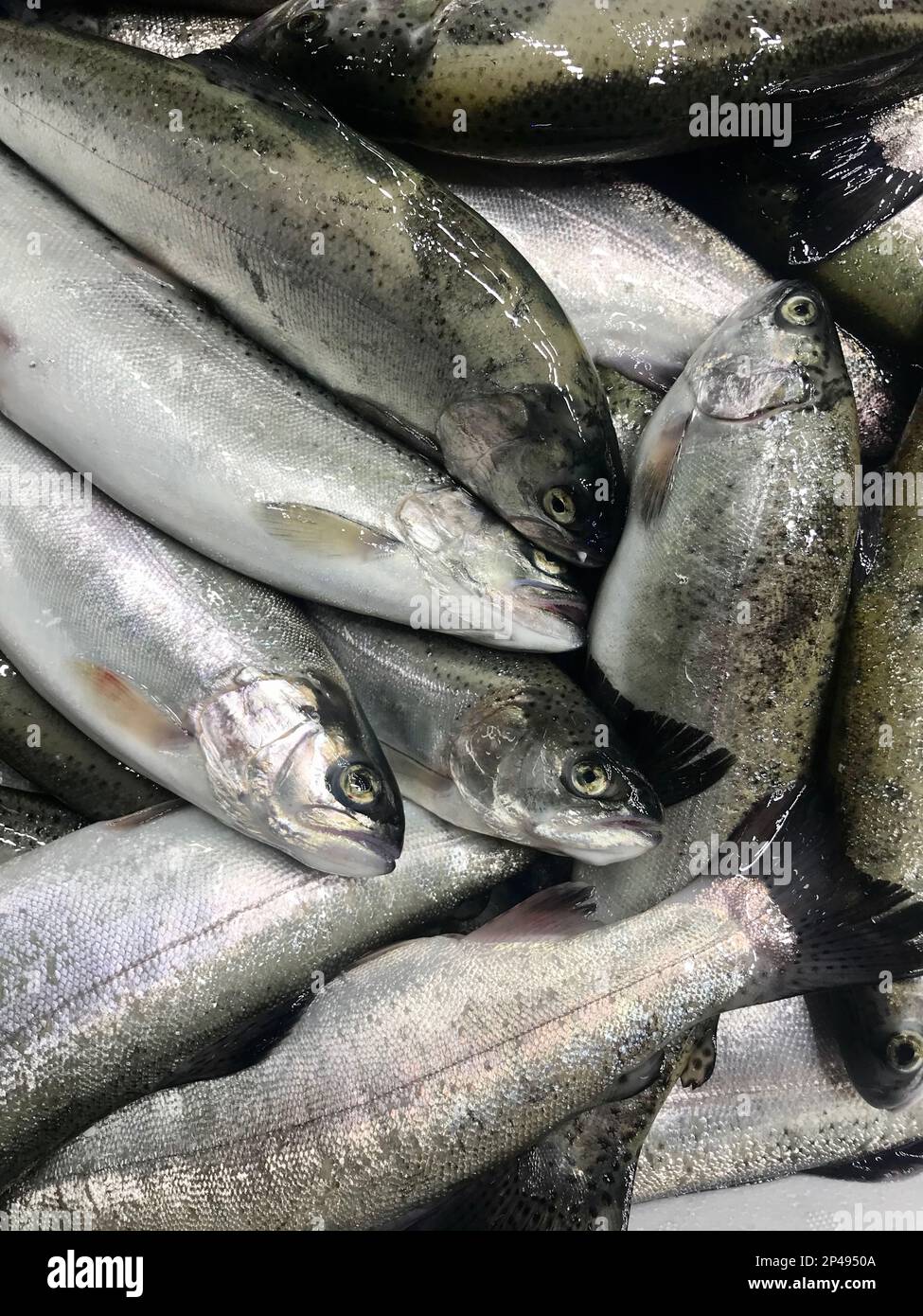 Raw trout fish (Turkish: Alabalik) on the fish counter Stock Photo - Alamy