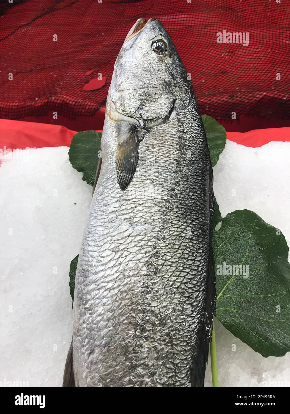 Raw rock perch (Turkish: Kaya Levrek) on the fish counter Stock Photo ...