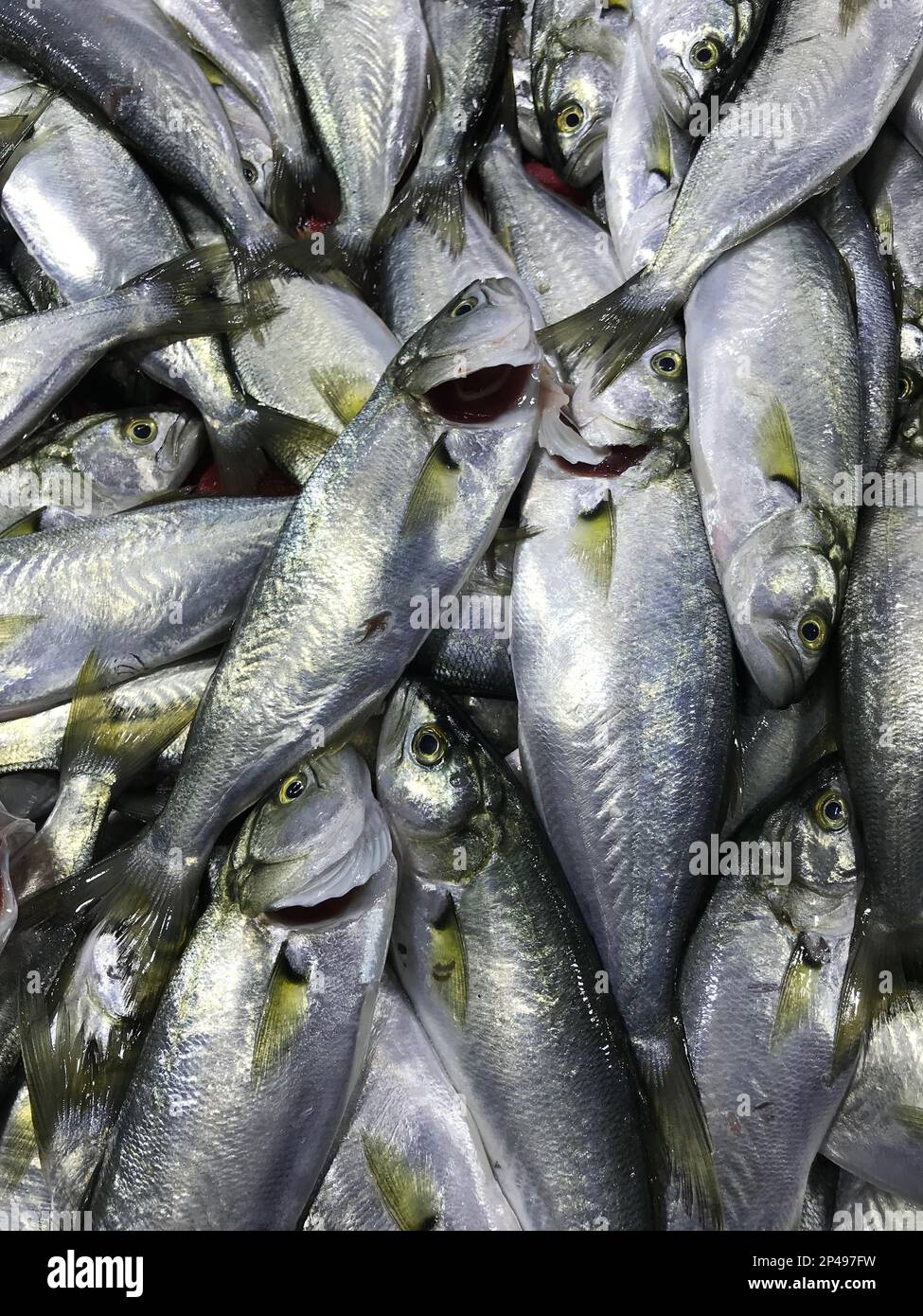 Raw bluefish (Turkish: Lufer) on the fish counter Stock Photo - Alamy