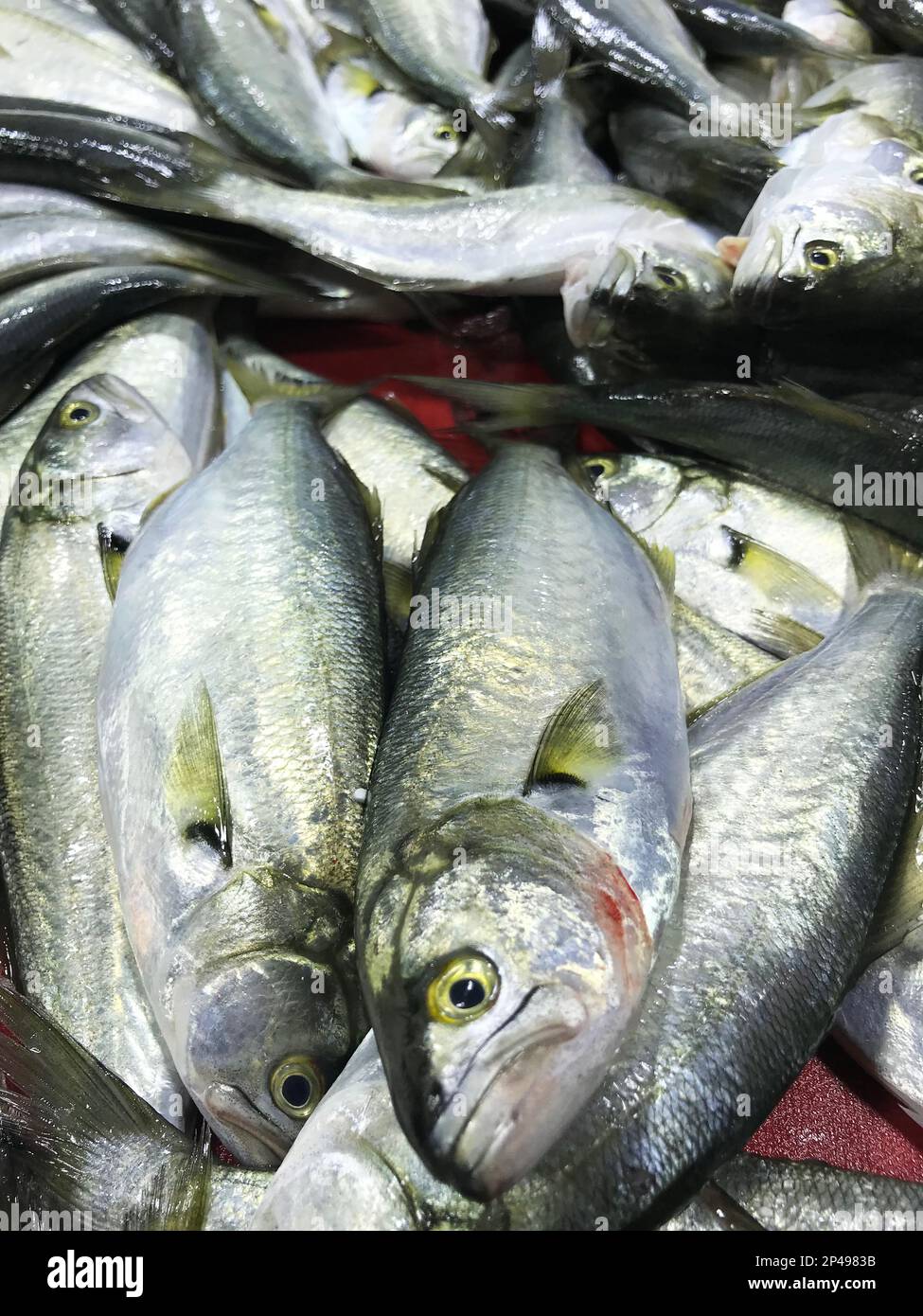 Raw bluefish (Turkish: Lufer) on the fish counter Stock Photo - Alamy