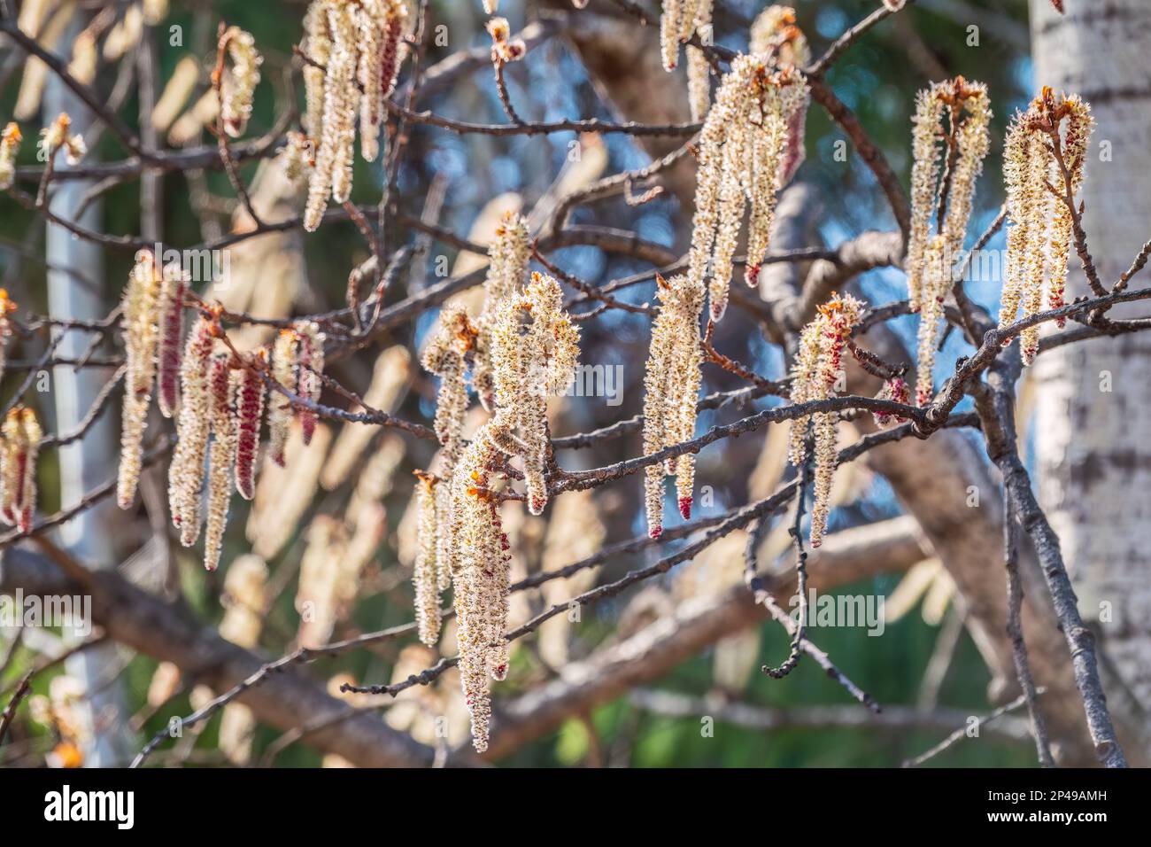 Backlit cluster of female European aspen or Quaking Aspen, Populus ...
